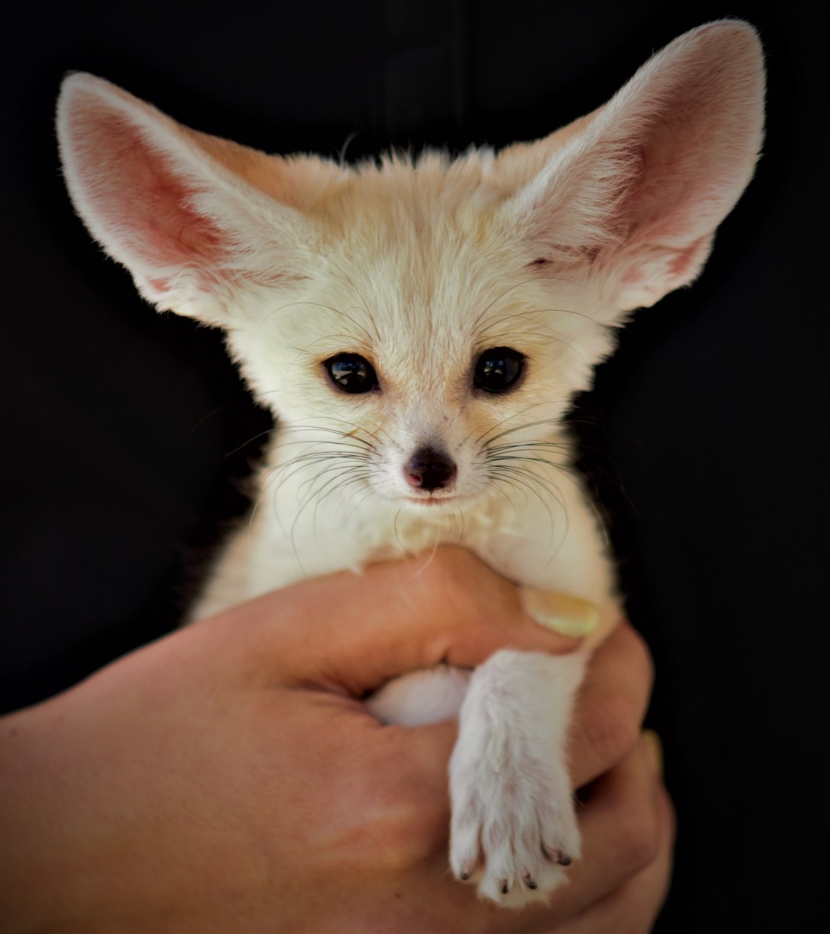 The smallest fox in the world, digging and digging in the big desert ...