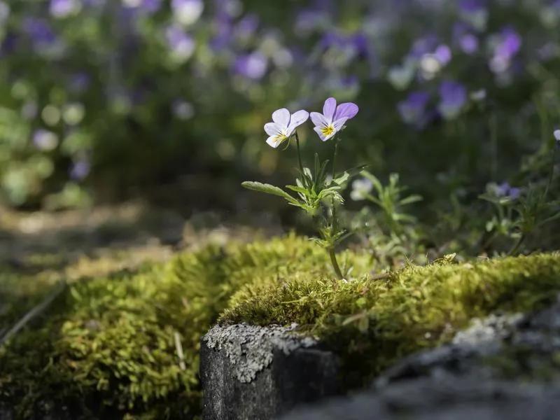 plant personality - iNEWS