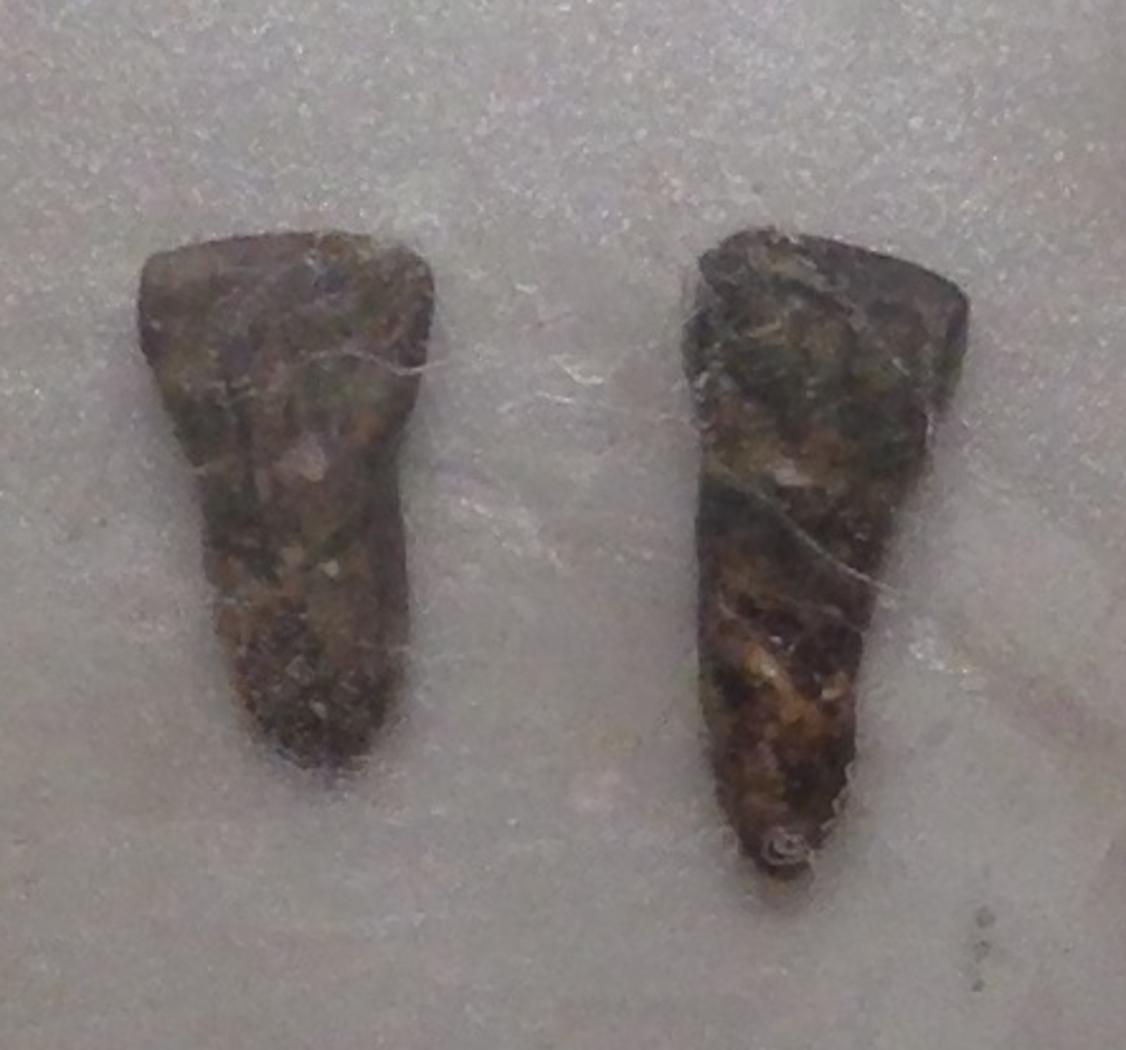 "Dawn of Civilization" About 1.7 million years ago, Yuanmou Man, the ...