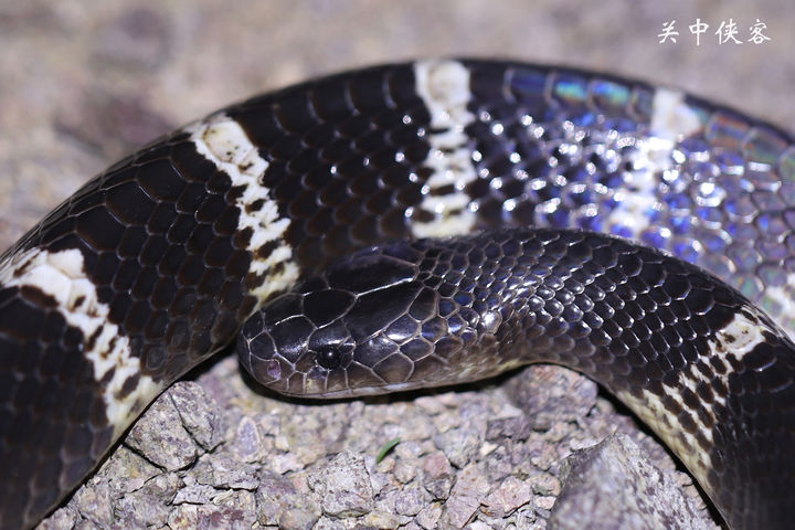Common snakes in China (on a highly venomous snake) - iNEWS