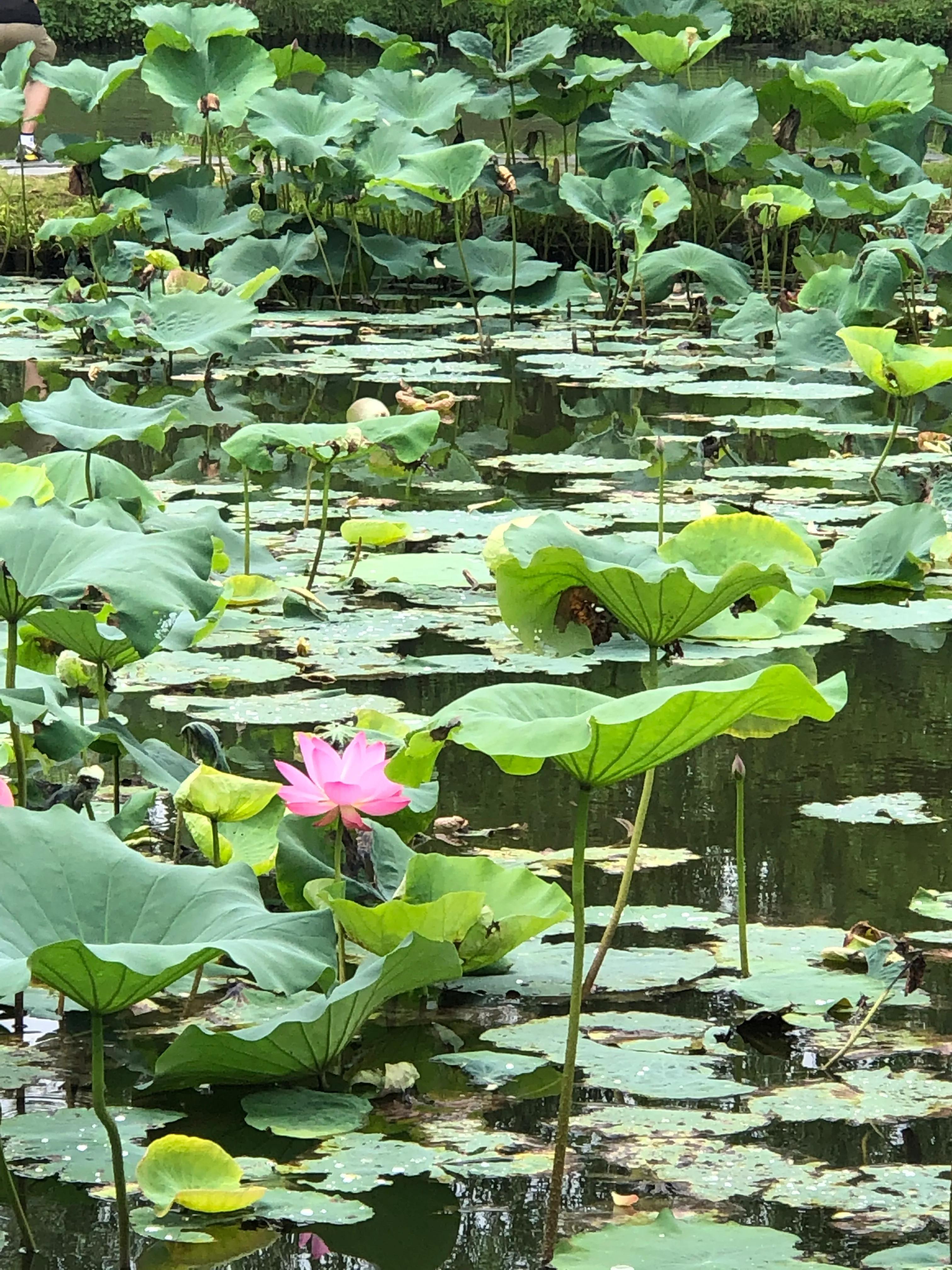 lotus leaf field - iMedia