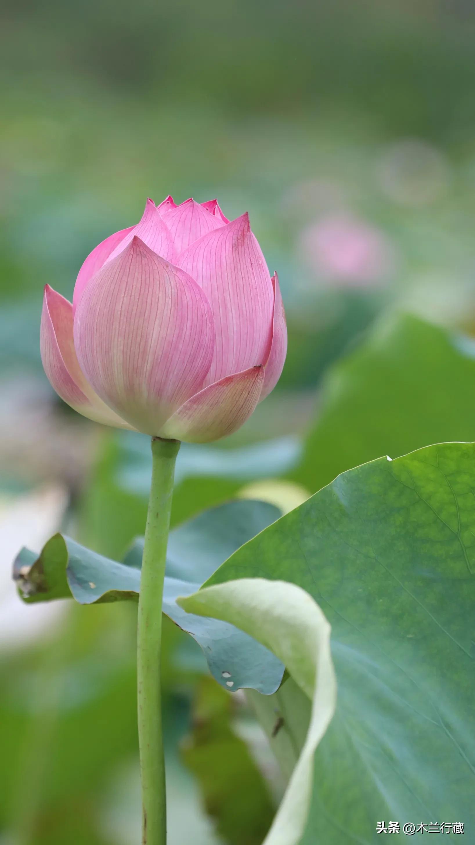Wuhan Huangpi: The autumn lotus is different - iNEWS