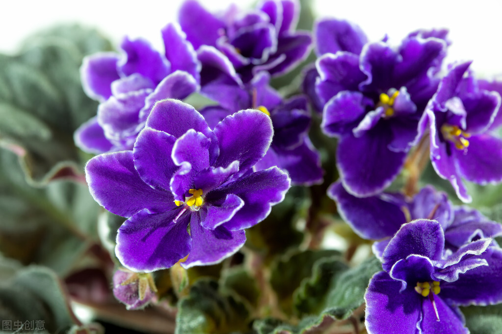 African Viola has a long flowering period, regardless of the season, it ...