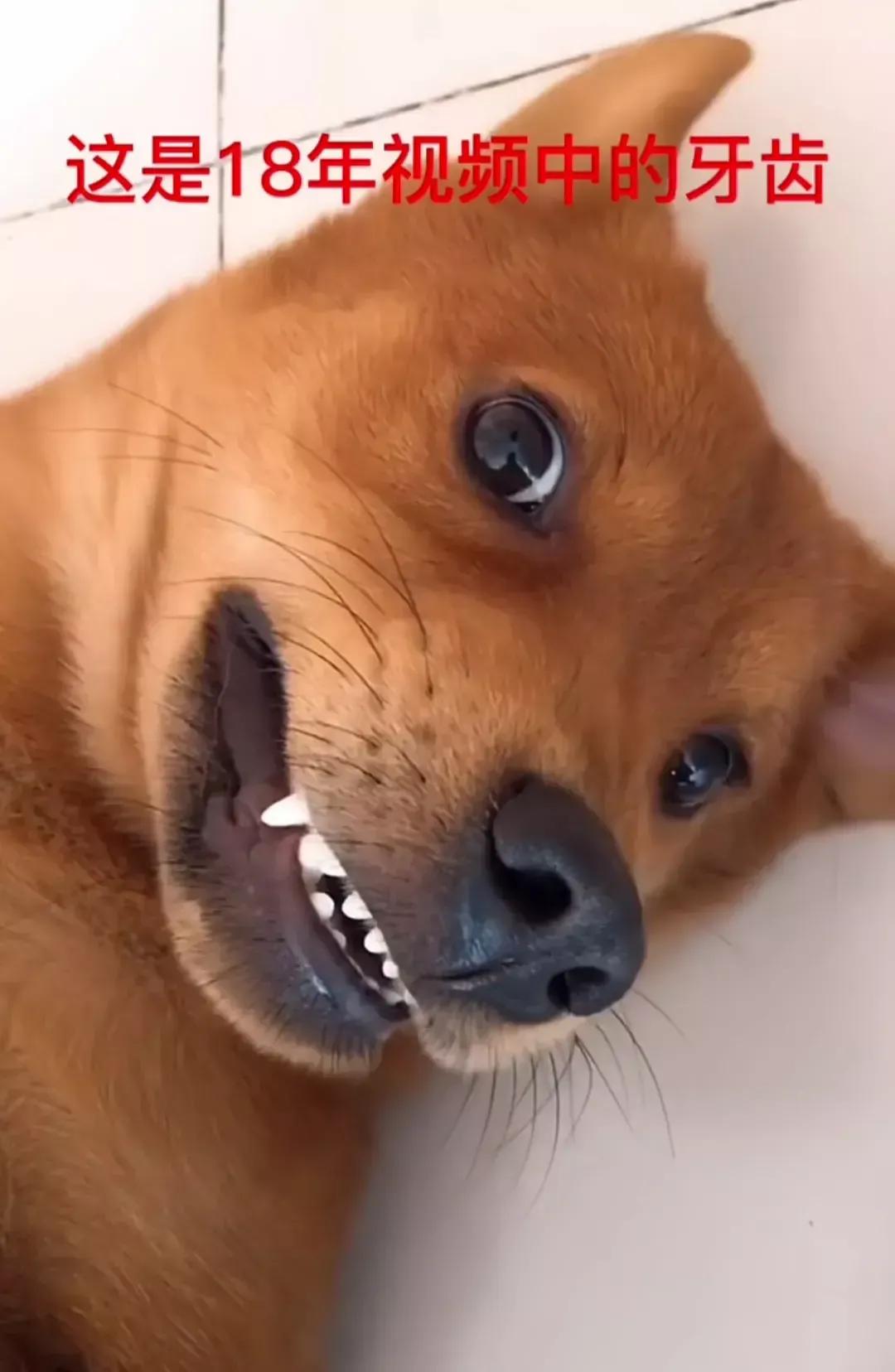 Has the Internet celebrity dog Xiaopang been stolen? - iNEWS