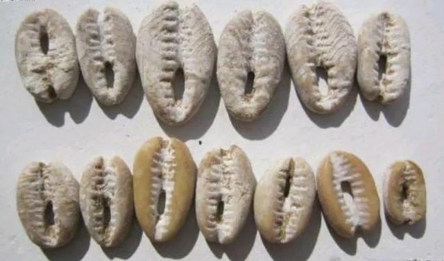 Uncovering the currency, why did the ancients choose shells? - iNEWS