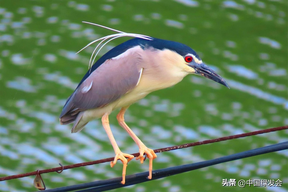 Super cool! night heron tightrope walk - iMedia