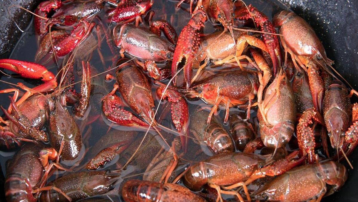 Where did the crayfish come from? - iNEWS