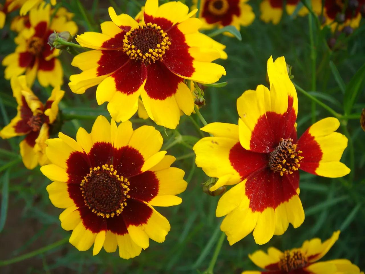 star-like snake-eye chrysanthemum - iNEWS