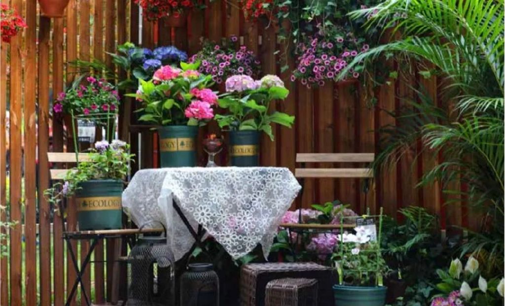 Applications of plants in home gardening - iNEWS