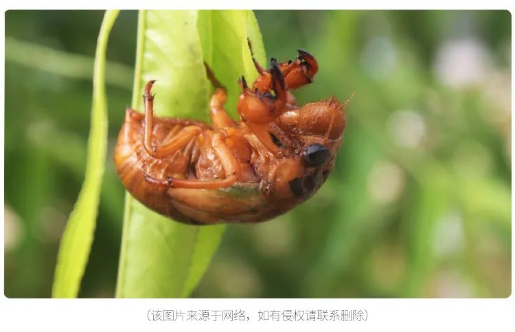 golden cicada - iNEWS