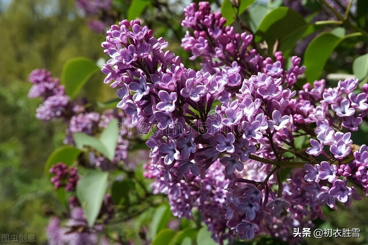 Six beautiful poems about lilacs in late spring: how beautiful purple ...