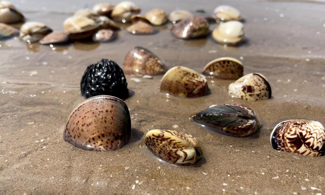 The amazing journey of clams: How do they navigate the soil? - iMedia