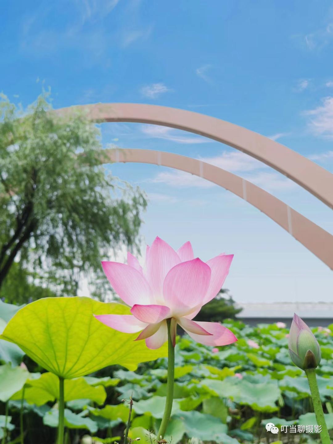 A lotus flower photographed by a camera friend's mobile phone lens - iNEWS