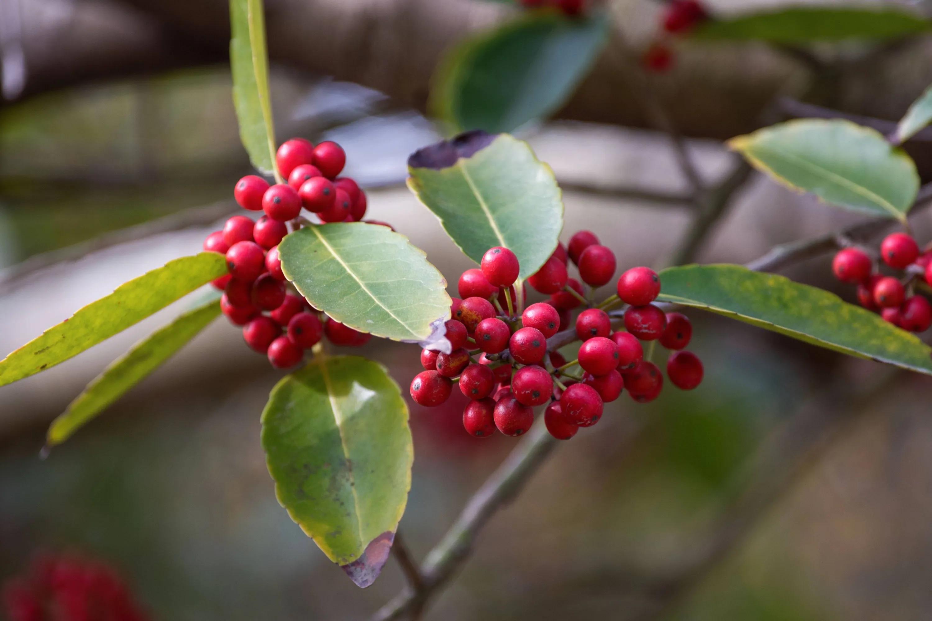 Holly.The meaning of continuation of life, the heart of peace and ...