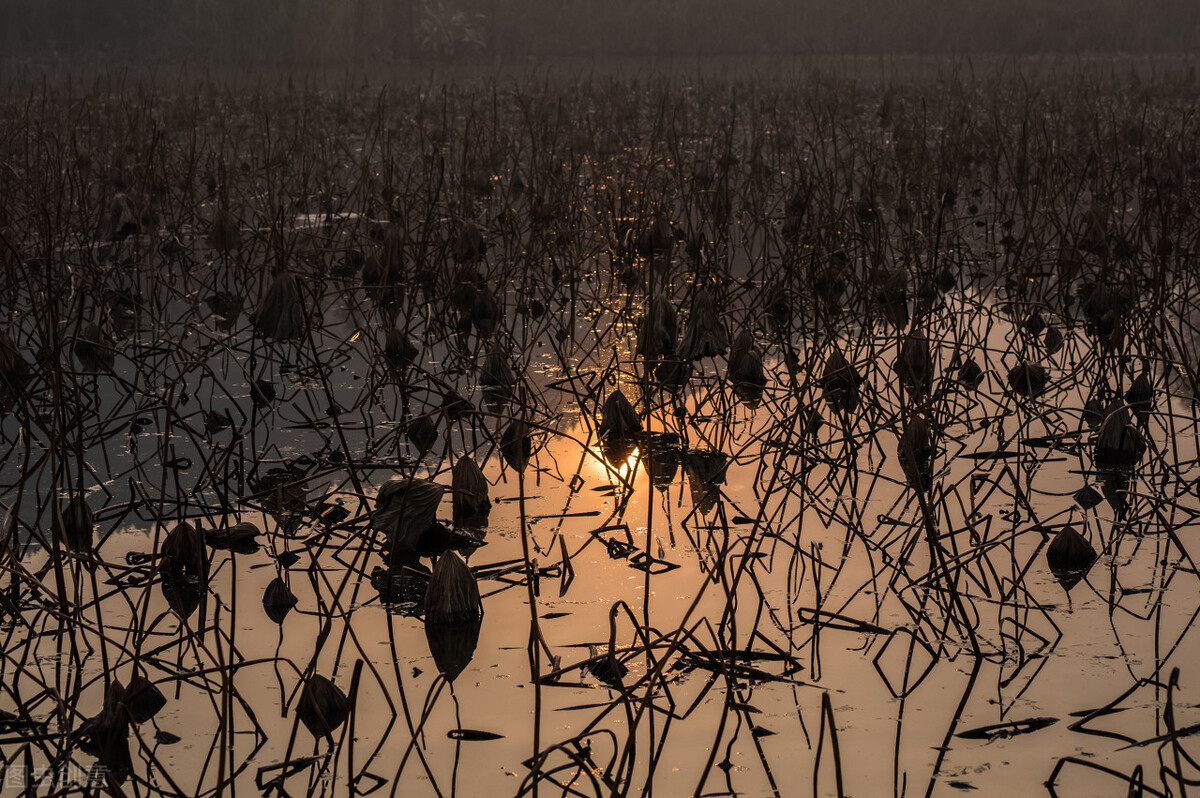 The sound of dry lotus and rain, loneliness and sadness, Li Shangyin's ...