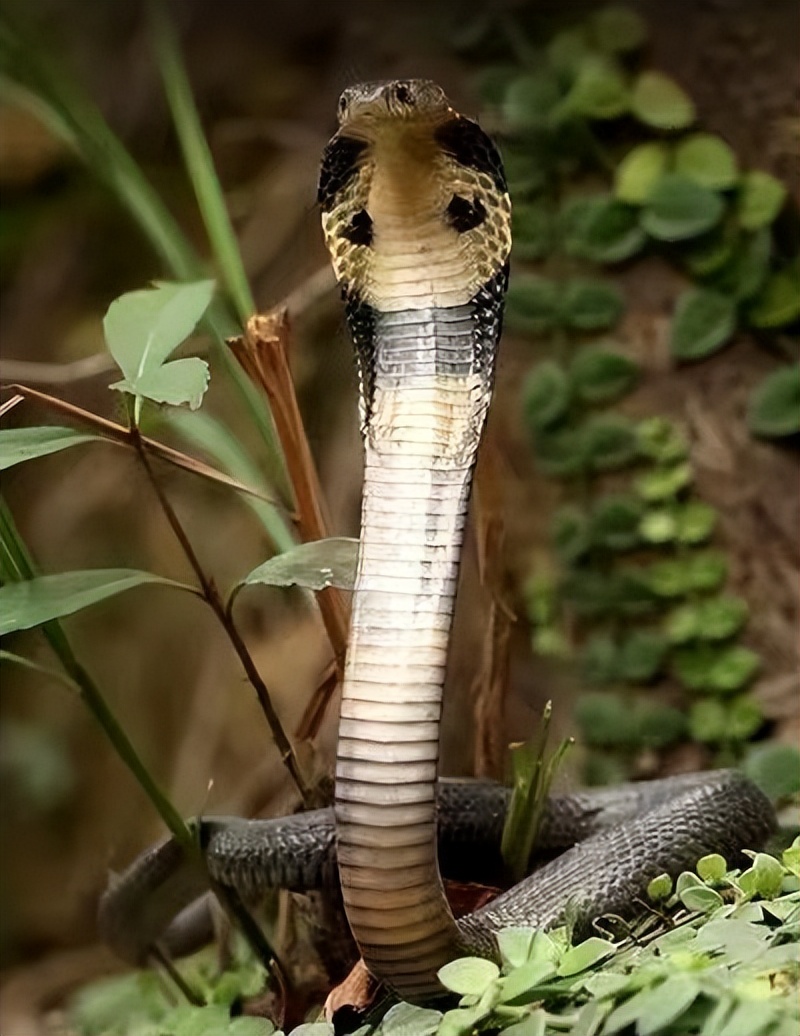 Five-step snake, cross-mountain wind, mountain snake, bamboo leaf green ...