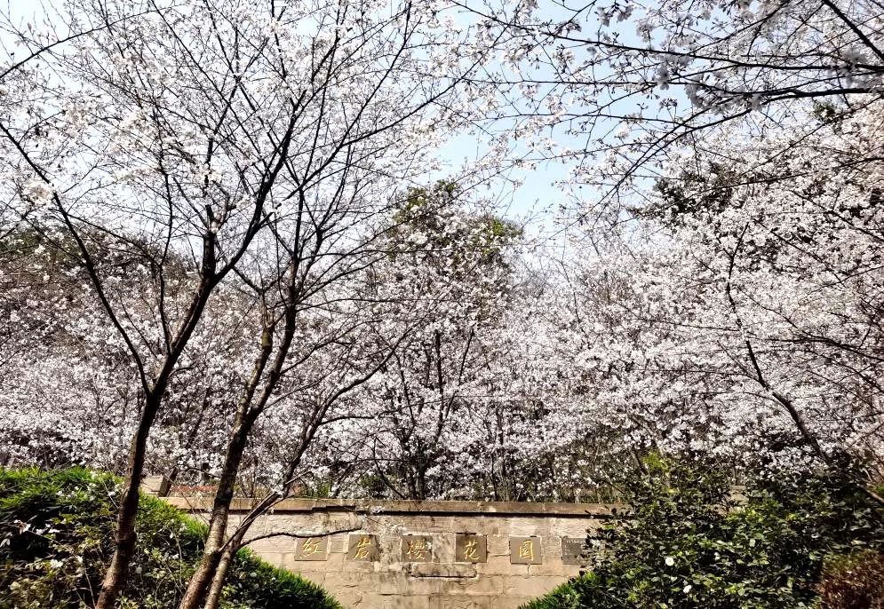 Zhou Enlai, Deng Yingchao and the cherry blossoms in Hongyan Village ...