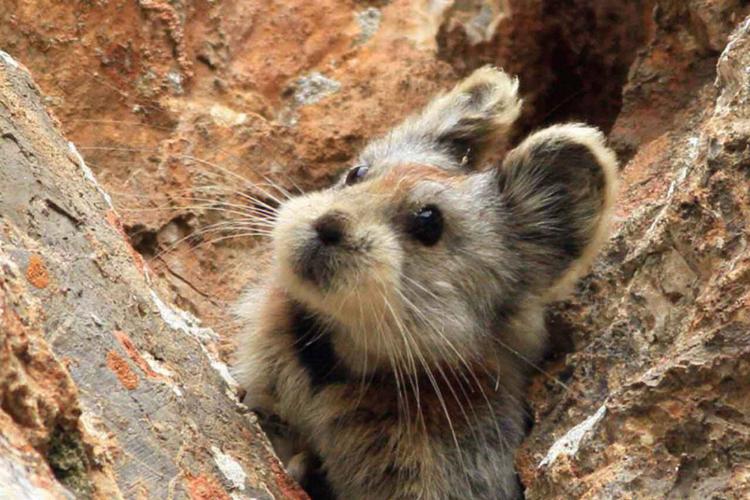How Cute Is The Ili Pika A Cute Little Creature That Only Exists In