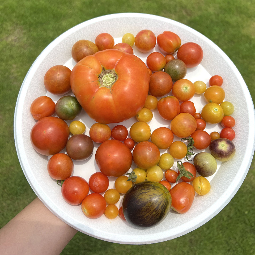 The freedom of fruit that can be easily achieved on a small balcony ...