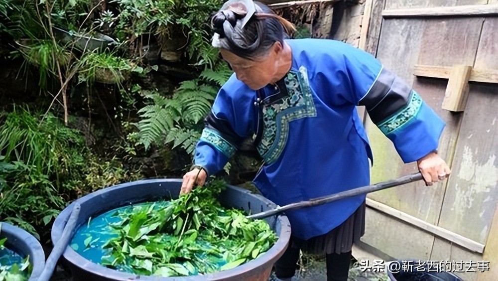 Cultivation and Value Utilization of Indigo Plant in Ancient China - iMedia