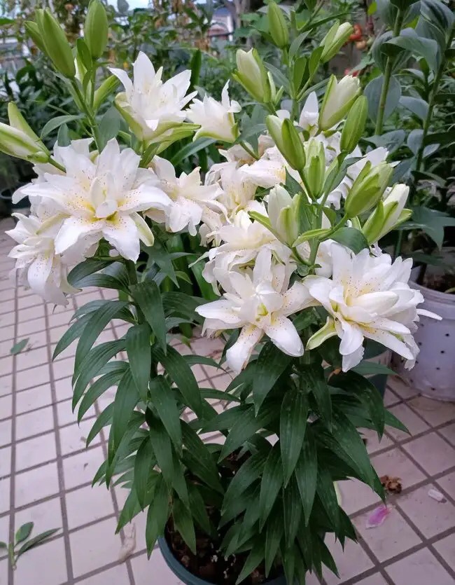 Plant a pot of "lilies" on the balcony in autumn. The flowers are large ...