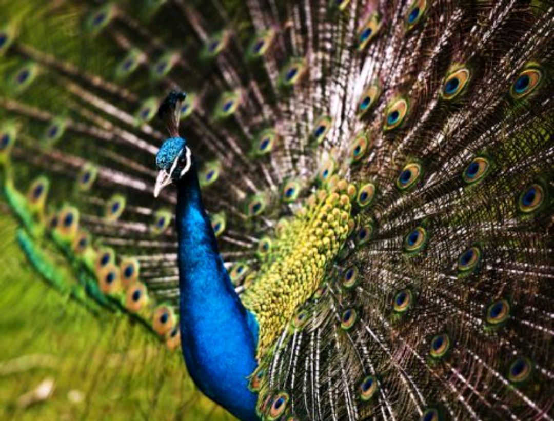 The Mystery Behind the Magnificent Feathers of Male Peacocks - iMedia
