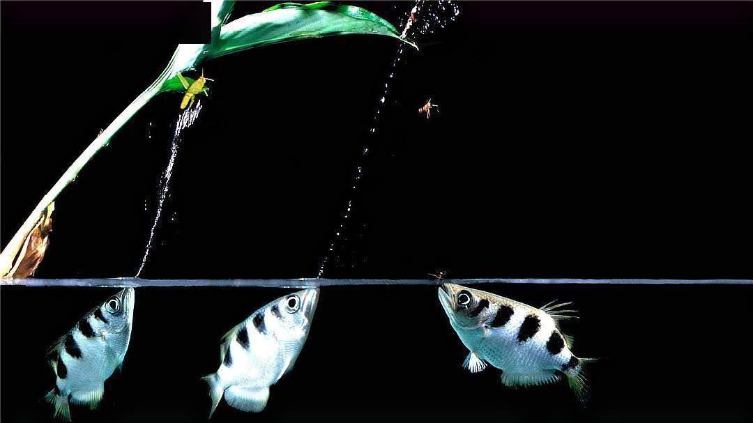 It is the sharpshooter among the fish, how the archerfish shoots the ...
