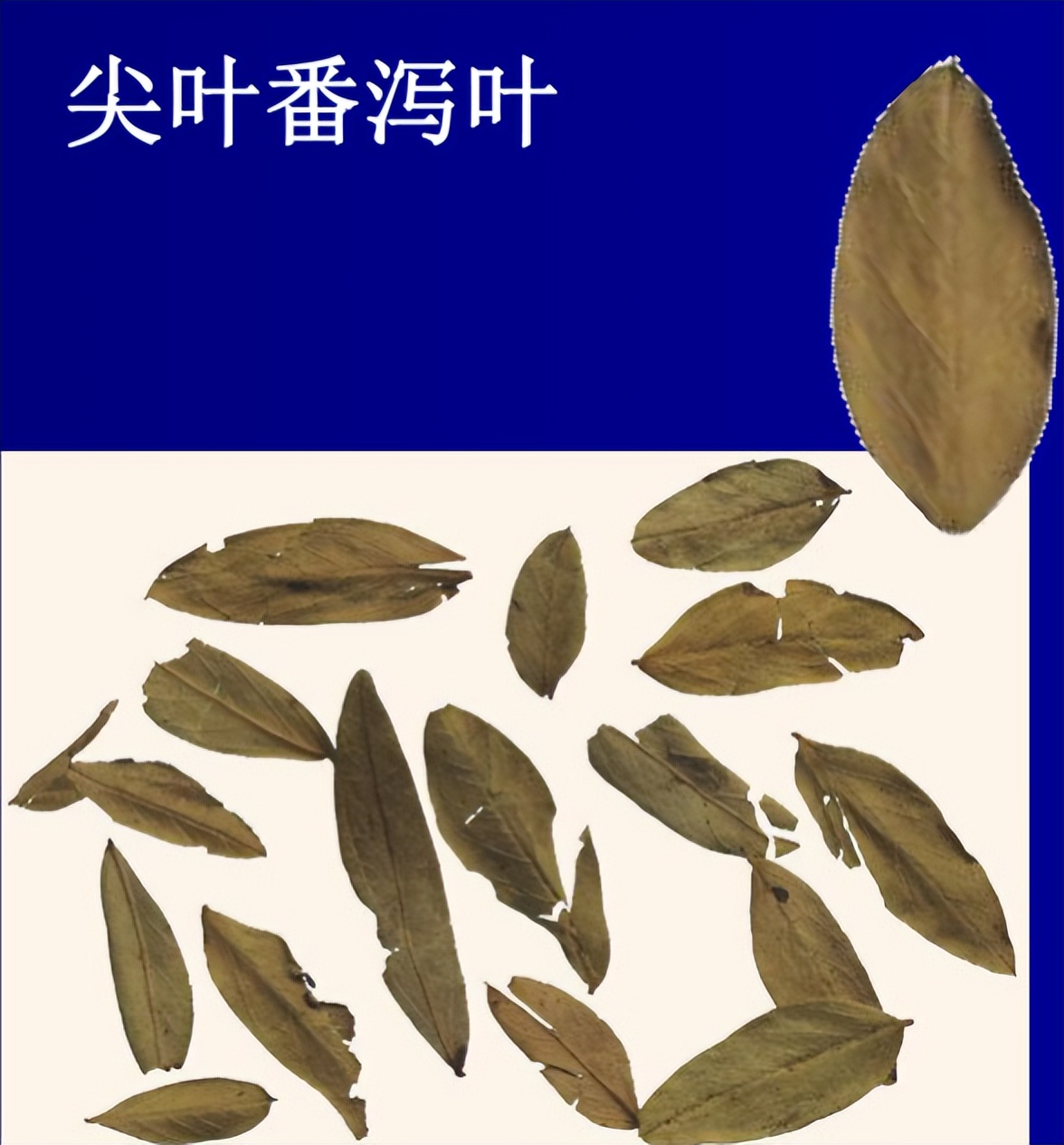 Take you to identify senna - iMedia