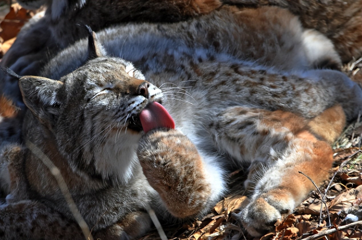 Eurasian lynx: King of the steppe - iNEWS