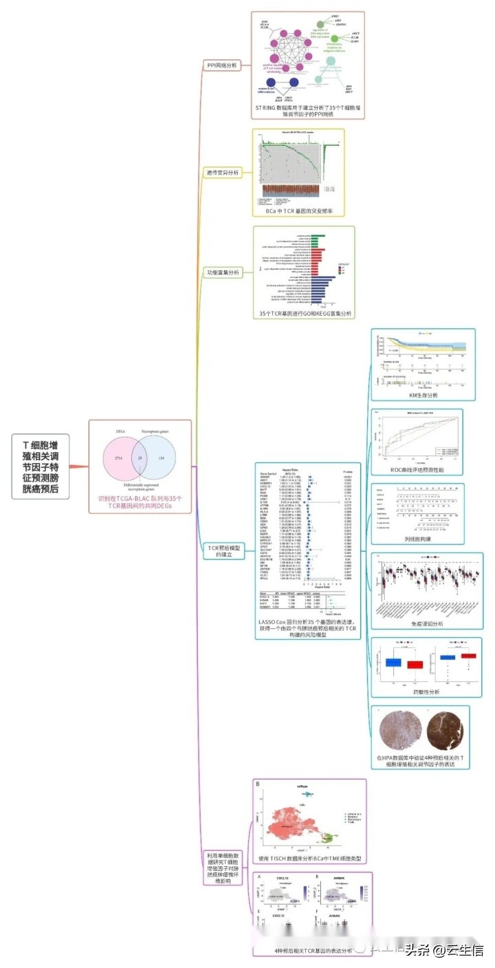 The first article on "T cell proliferation" has been published, and you ...