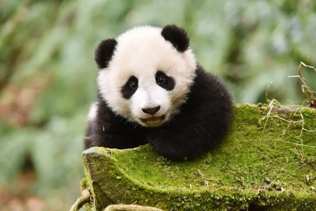 "Shameless", "national treasure" giant panda is unique to China, but ...