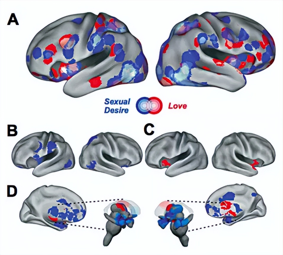 Do men confuse "sexual desire" with "love"?Let's see what the research ...