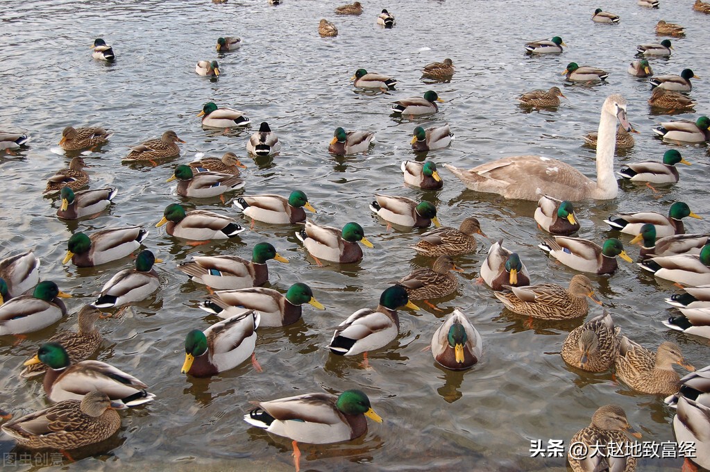 How to raise ducks in summer - iNEWS