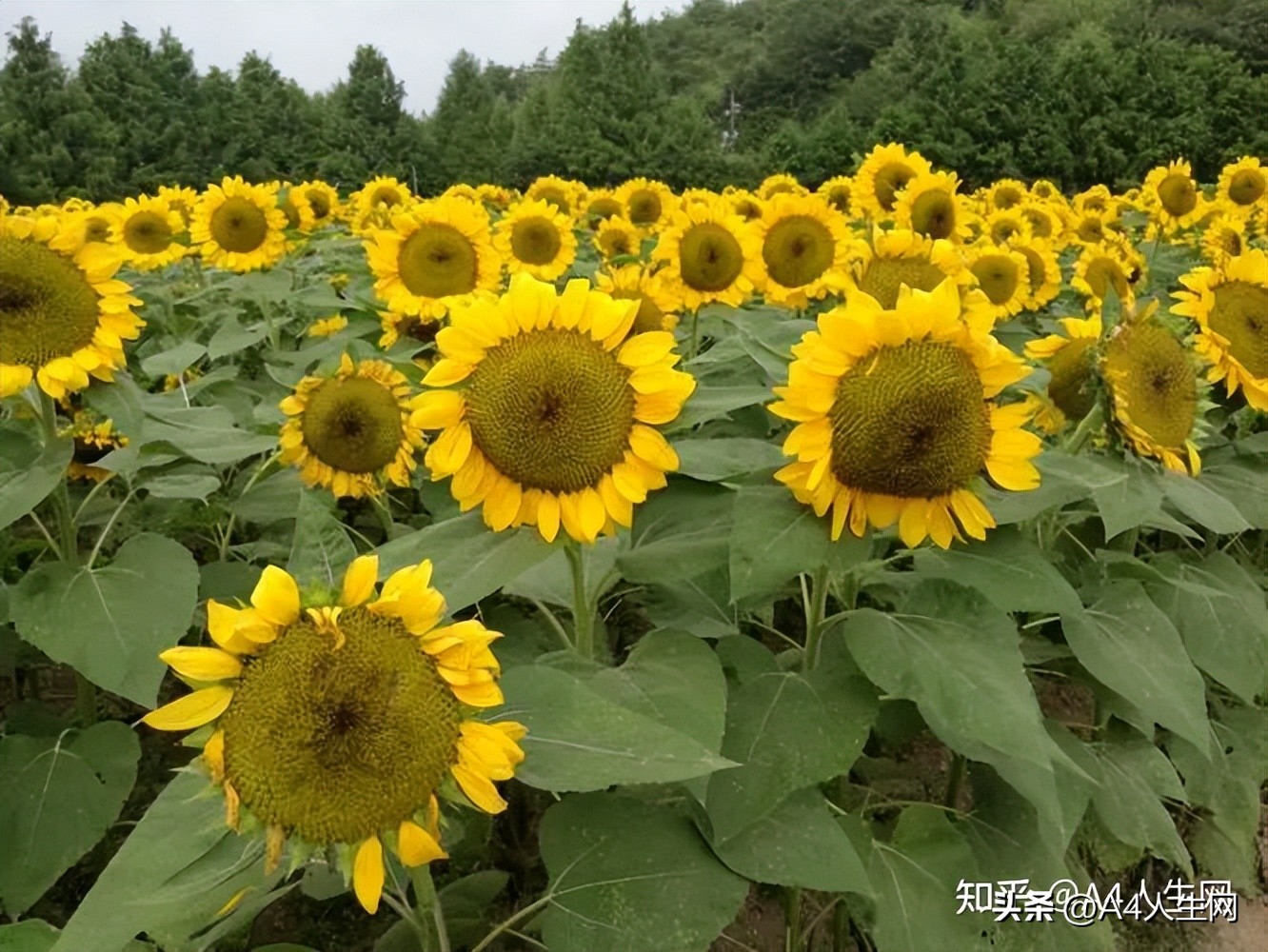 My Mood, My Poems - Chanting Paintings - iNEWS