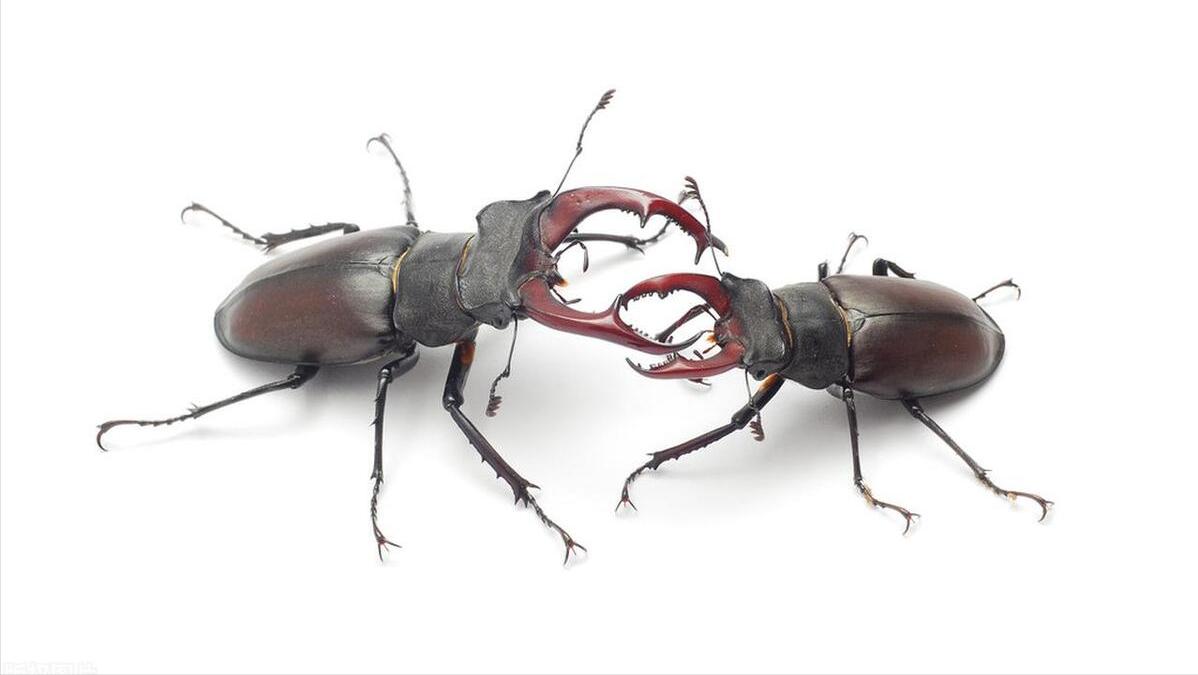 10 Creatures With Weird Body Shapes And Organs That Are All For ...