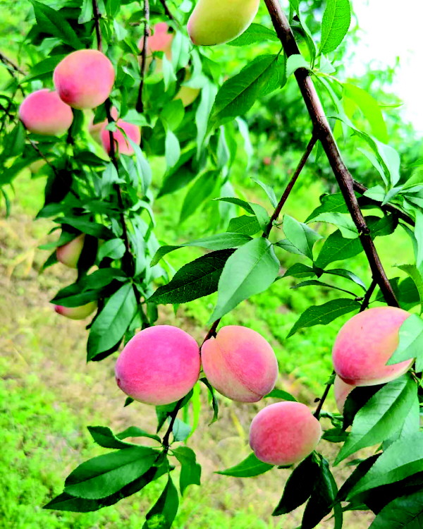 Many local seasonal fruits in Guilin are ripe! Check out this delicious ...