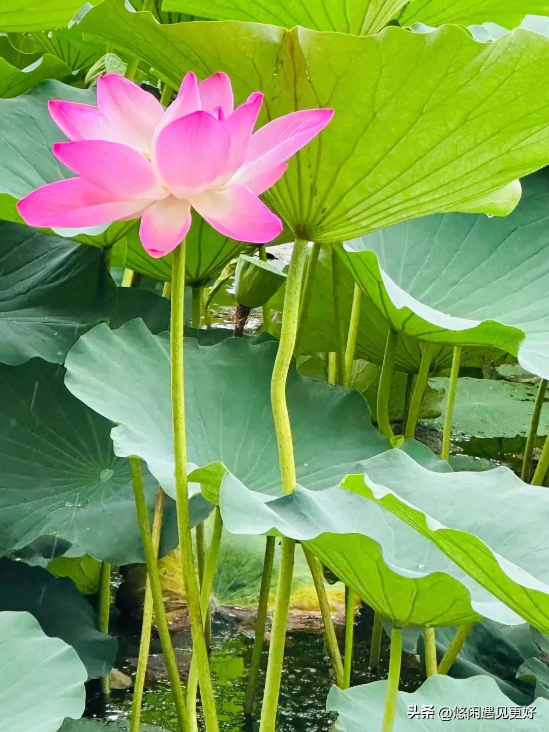 Lotus - shoot casually - iNEWS