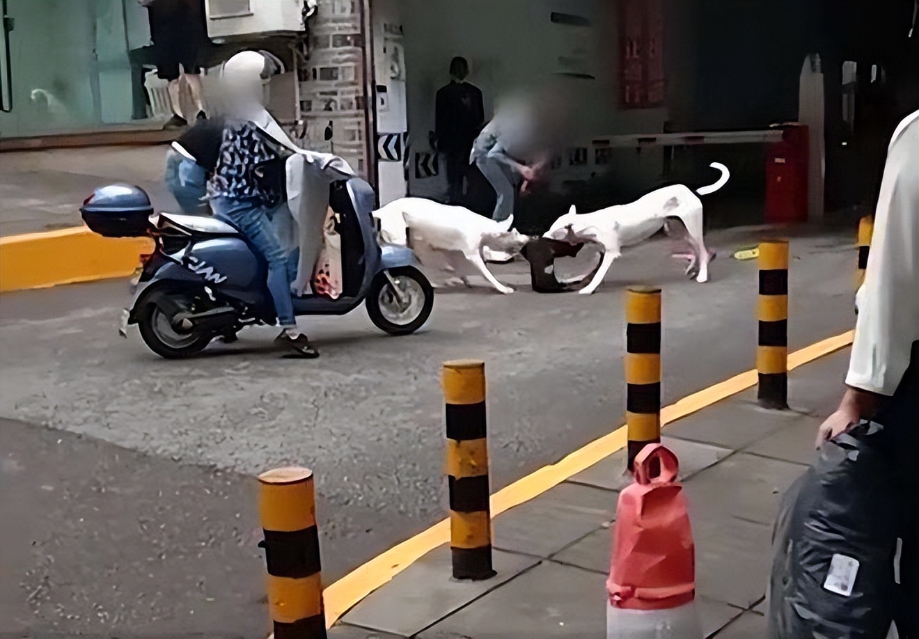 Is there anyone still raising Dogo dogs?avoid lightning - iNEWS