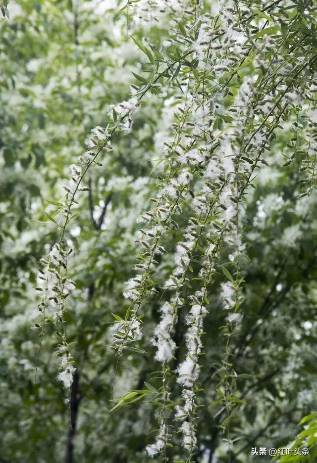 Fourteen Poems of Catkins - iMedia