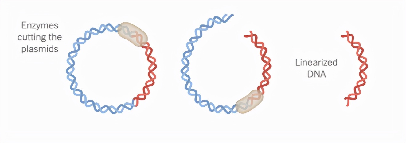 (1) Plasmid DNA stock solution of mRNA technology platform - iNEWS