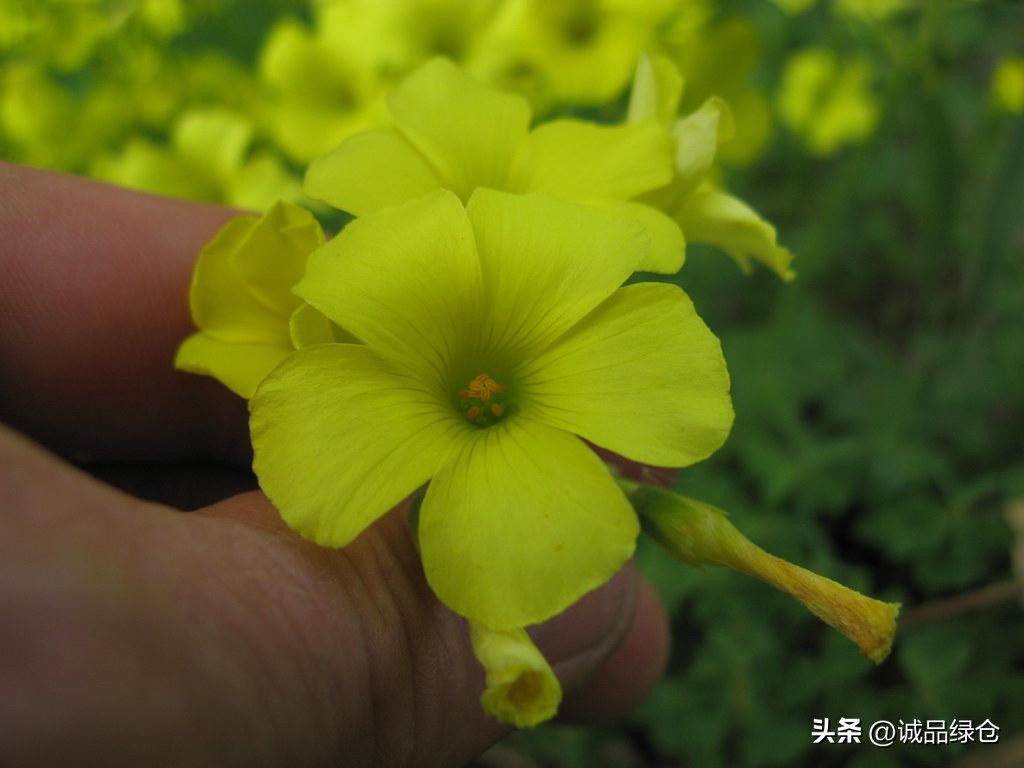 Yellow sorrel: a sweet and sour wild plant - iNEWS