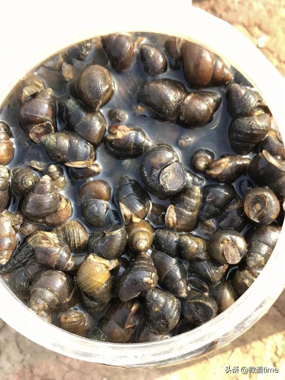 A green snail in a silver plate - delicious taste - iMedia