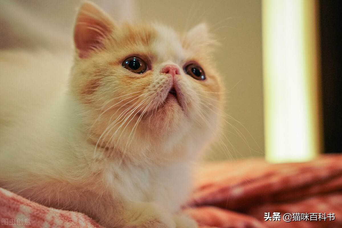 Novice cat raising guide, these kinds of cats are not recommended for ...