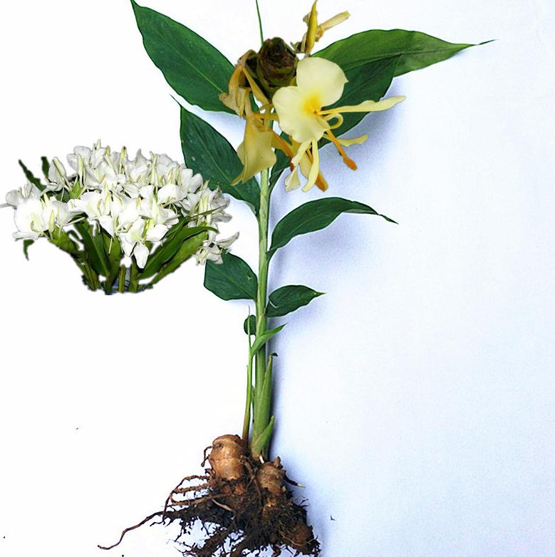 Blooming tropical natural style, the charm and inheritance of Cuban ...