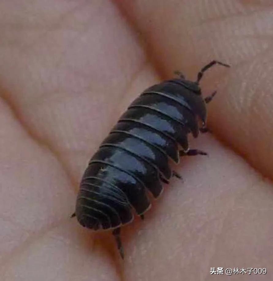 How to Get Rid of Wood Bugs in Your Home - iNEWS