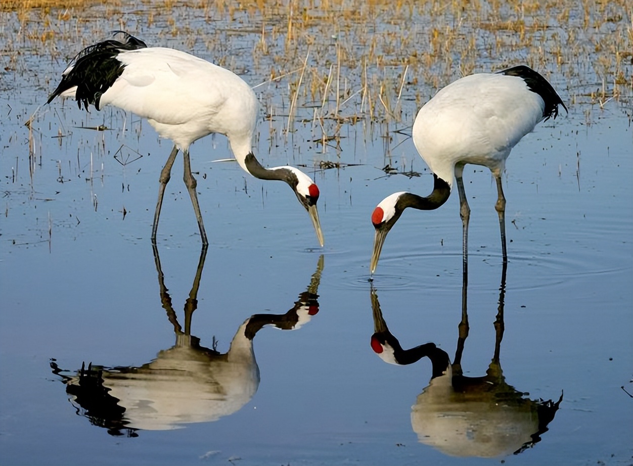 Do you know which animals represent the provinces? - iMedia