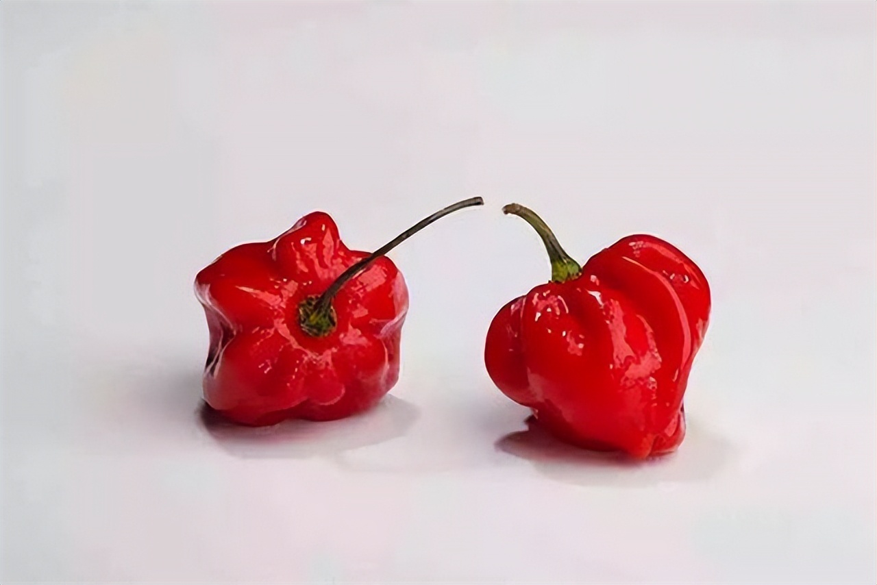 How scary is the world's hottest chili?Indian devil peppers are all ...