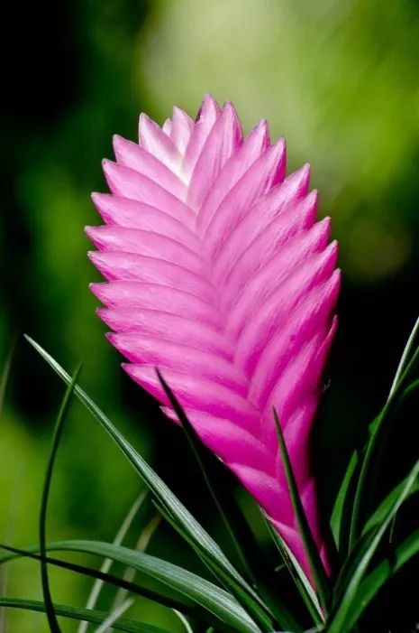 Rare exotic flowers - iNEWS