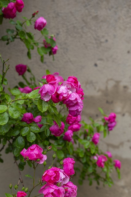 The Fujimoto rose "Angela" has a small yard at home, you must raise a ...