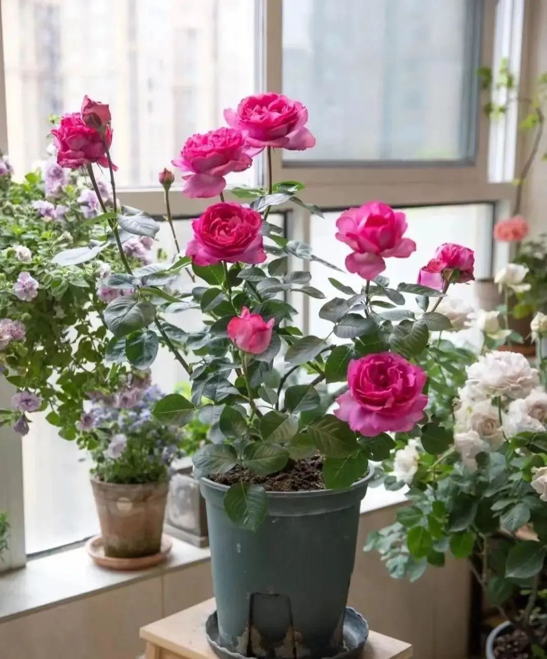 Cutting roses are always "black rods", and most people have not done ...